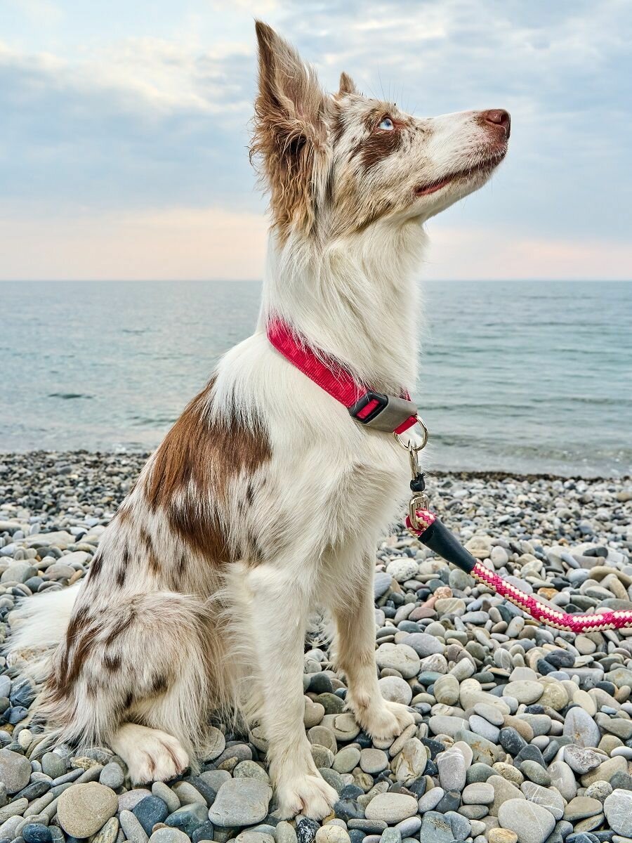 Ошейник для собак Japan Premium Pet с неоном, двойной стропой и силиконовой защитой, красный, размер L.