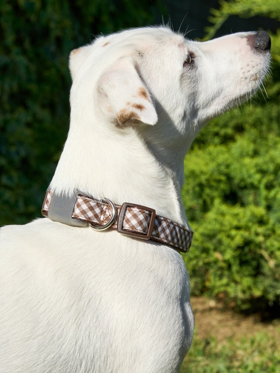 Ошейник для собак Japan Premium Pet серия "Парижанин" с силиконовой защитой, размер М.