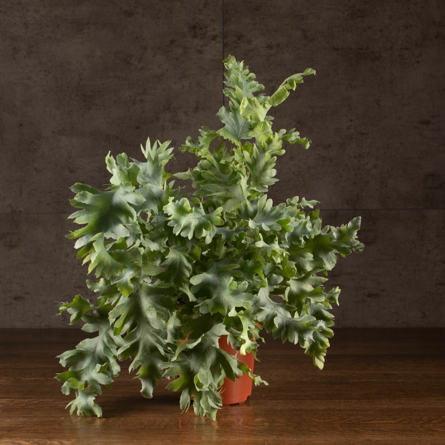 Флебодиум Давана 40/12