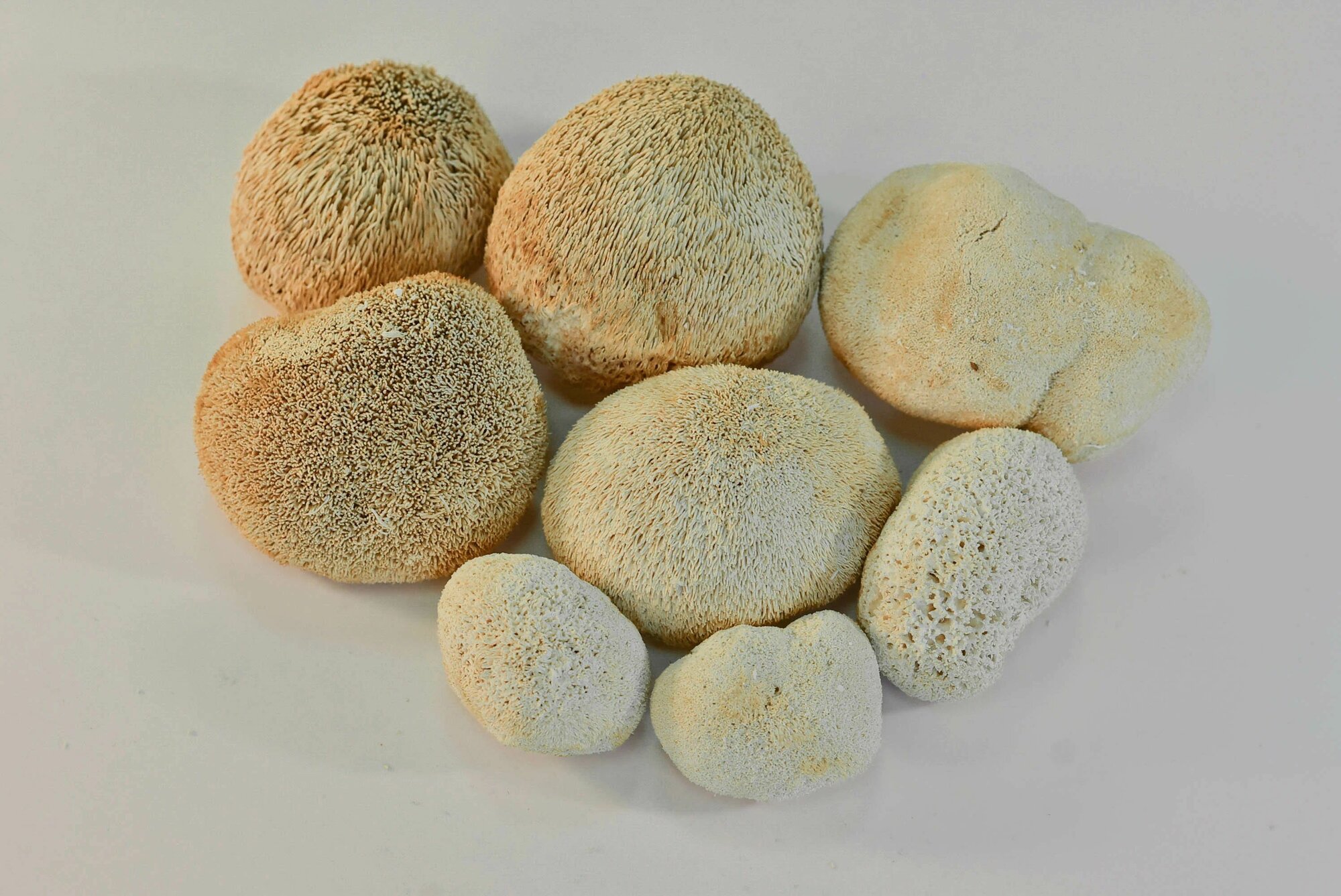 Ежовик (ежевик) гребенчатый Плодовые тела Цельные грибы 100 гр