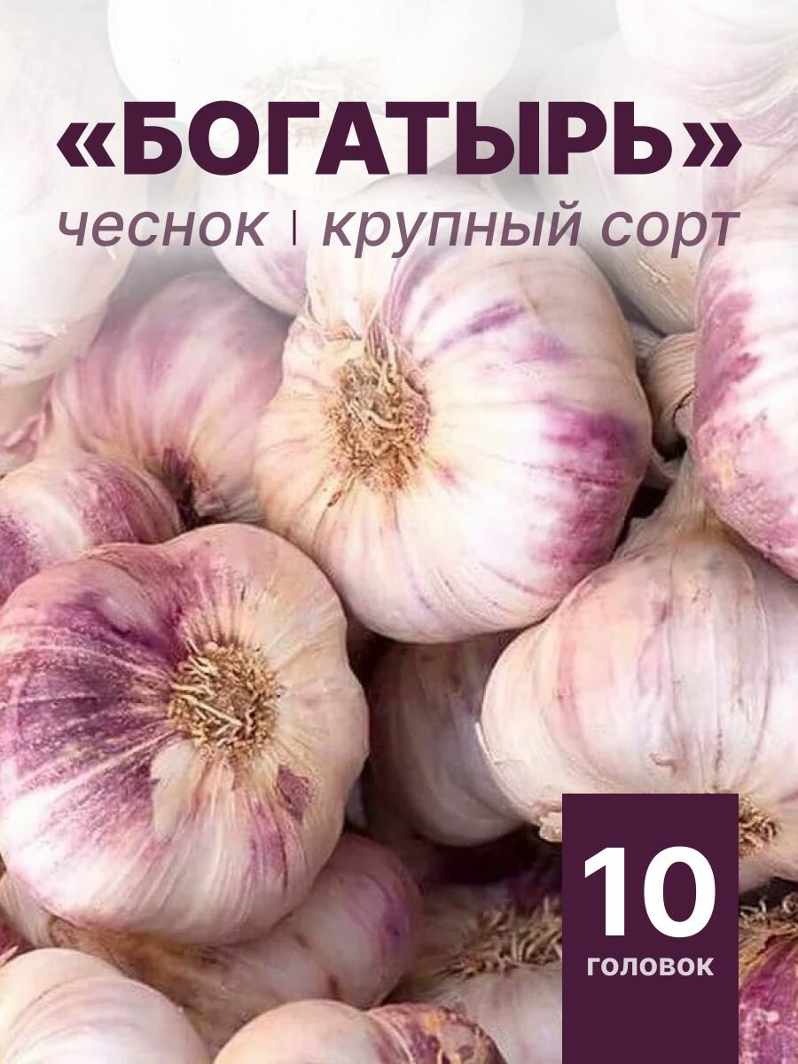 Чеснок на посадку крупный "Богатырь" 10 головок