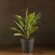 Комнатное растение в горшке LuxuryPlants " Аглаонема Страйпс 55/17 "