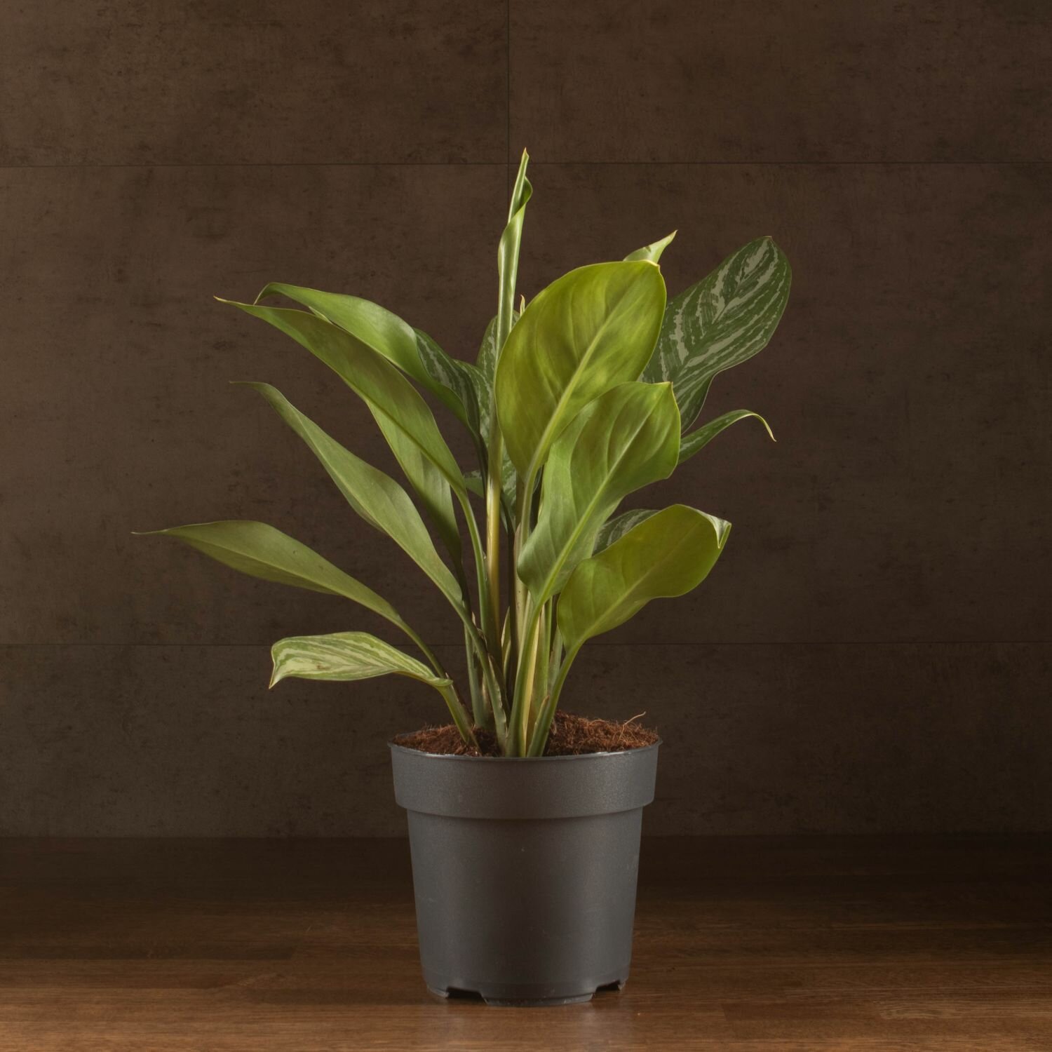 Комнатное растение в горшке LuxuryPlants " Аглаонема Страйпс 55/17 "