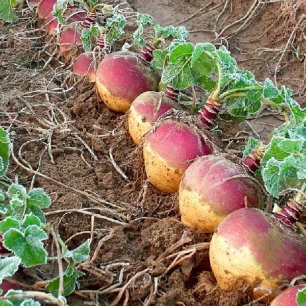 Семена Deodar SEEDS COMPANY Брюква Красносельская 50 шт.