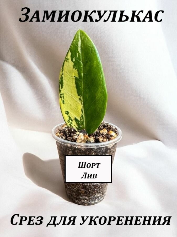 Замиокулькас Zеленый Zамик "Шорт Лив Вариегатный", срез для укоренения