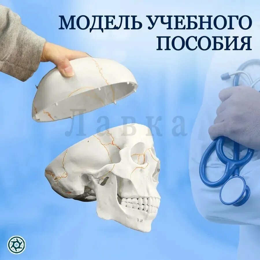 ПоследнийАнатомическая модель — фото 1