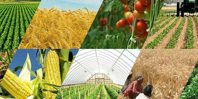 Растениеводство: новые требования Россельхознадзора к качеству продукции, законодательство, информационные системы, контроль