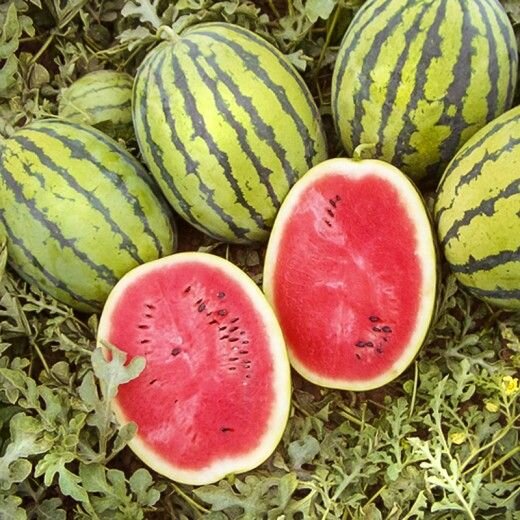 Семена Арбуза "Бедуин", 10 шт. семян