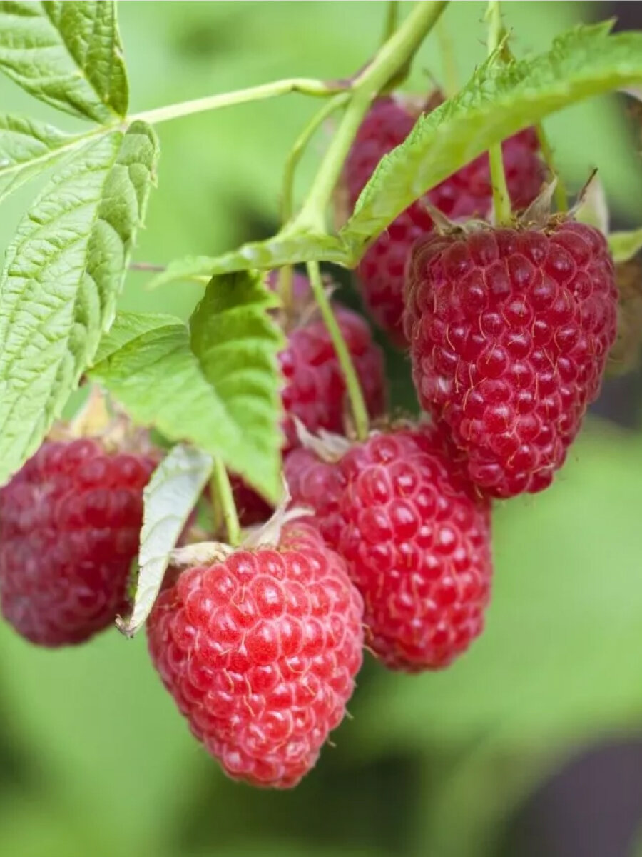 Малина ремонтантная Недосягаемая (3 шт) / морозостойкий сорт