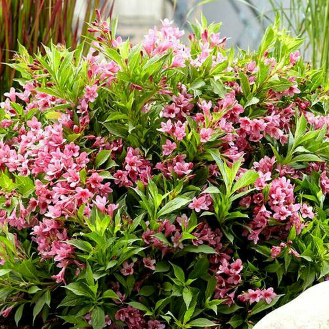 Вейгела цветущая Пиккобелла Роза PBR (Weigela florida Picobella Rosa) / 1 шт