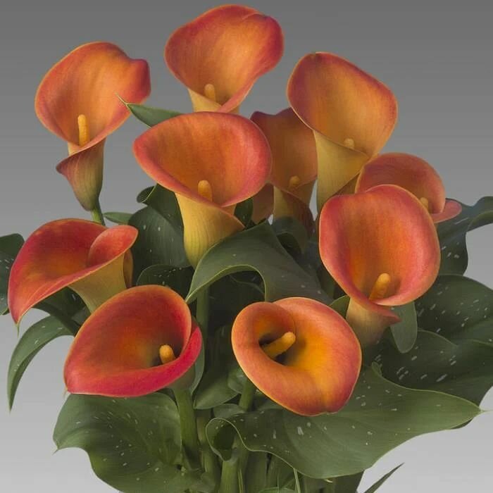 Калла Капитан Брунелло 1шт