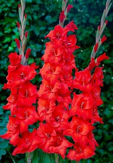 Гладиолус Магма 1 шт