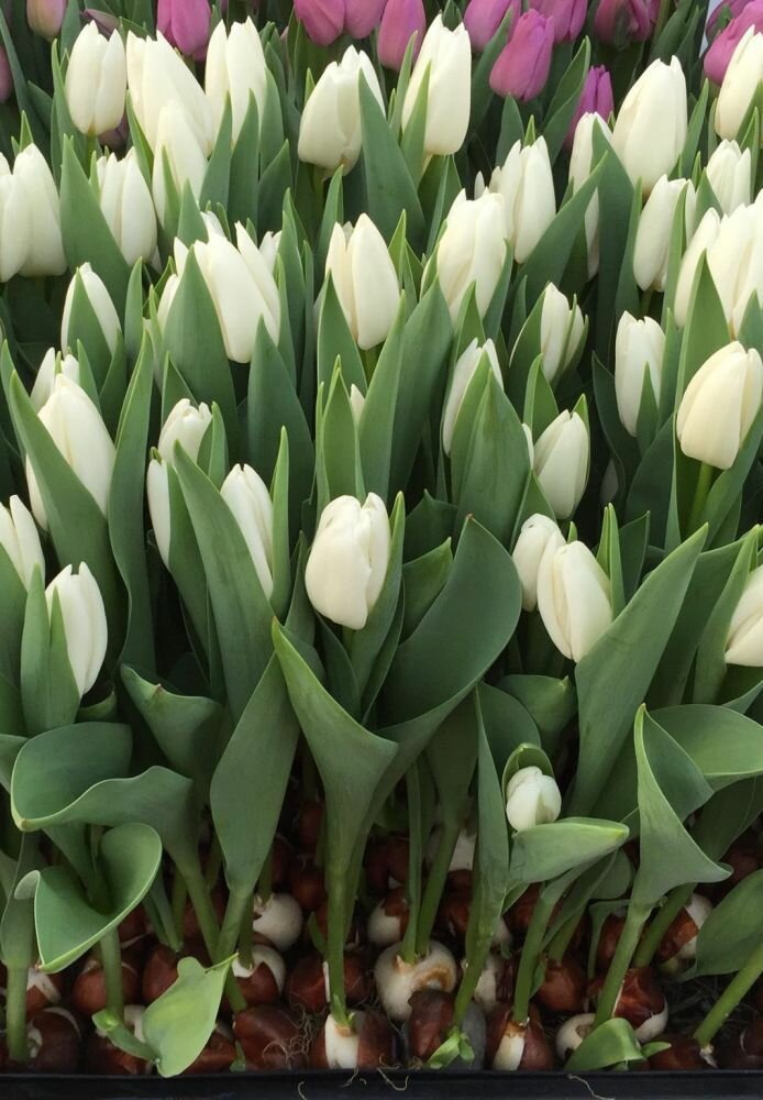 Тюльпан Уайт Хиро 5 шт.