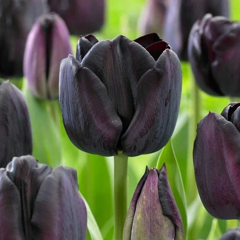 Тюльпан Пол Шерер 5 шт.