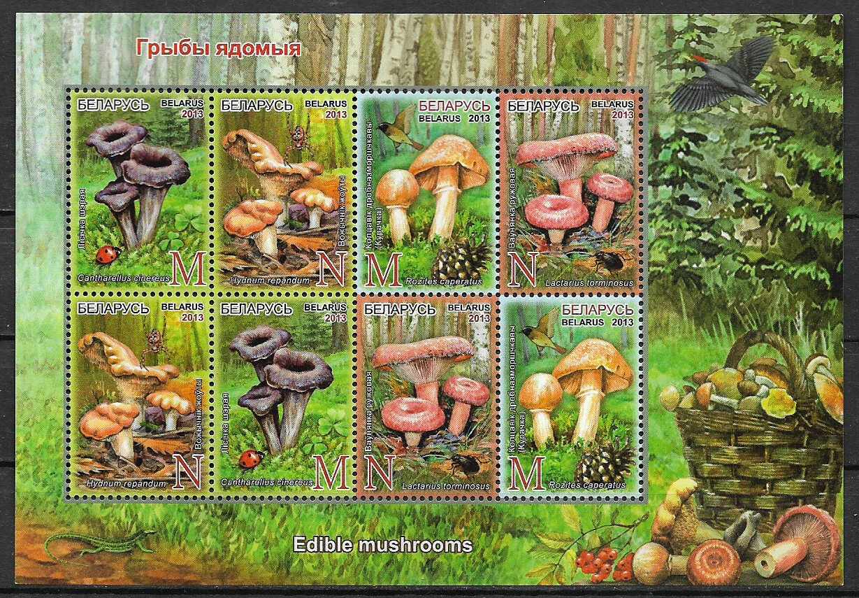 Почтовые марки Беларусь 2013г. "Грибы съедобные" Грибы MNH