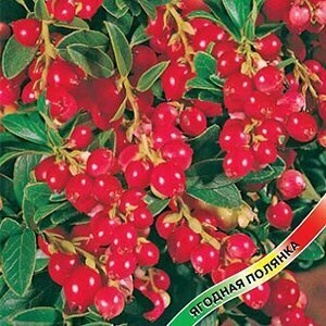 Брусника Рубин