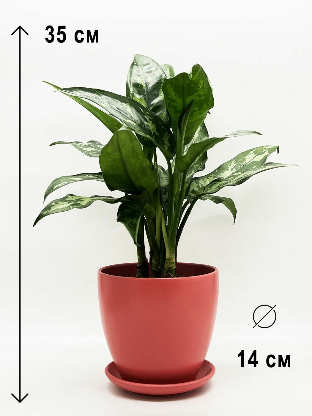 Аглаонема в керамическом розовом горшке с поддоном, высота композиции 30-35см