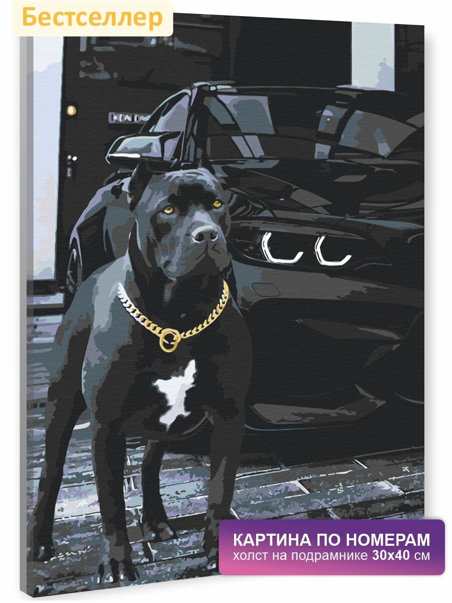 Картина по номерам на холсте с подрамником 30х40 см. Природа, животные, рыбы, птицы. Собаки, щенки. "BMW и питбуль", арт. 3546/
