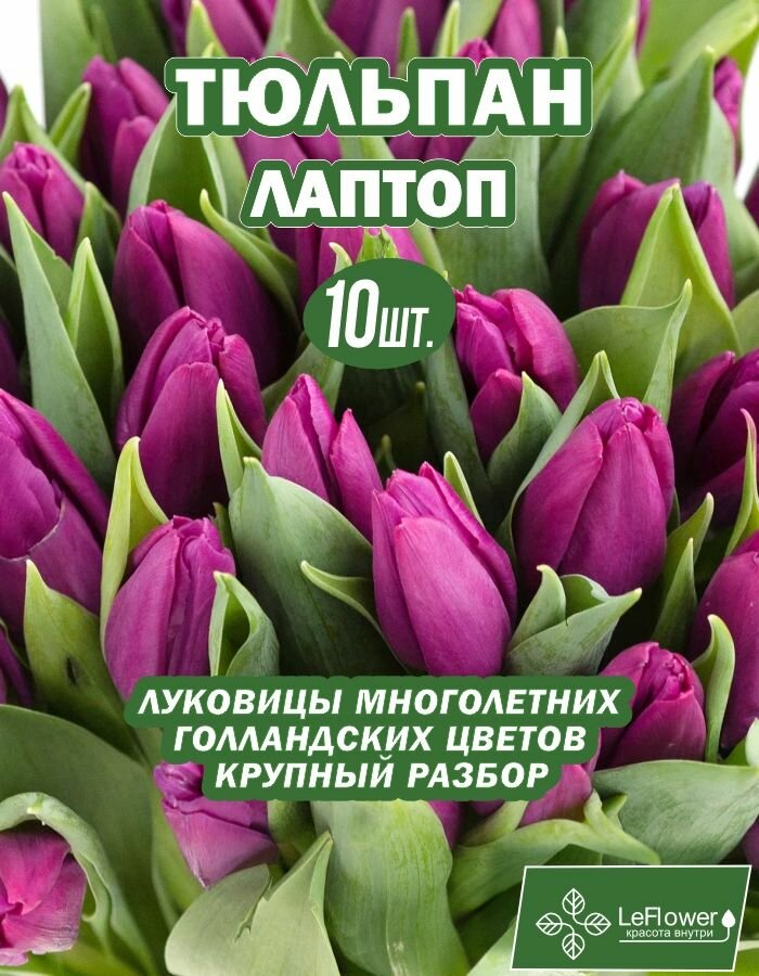 Тюльпан Луковица, Лаптоп, 5 шт крупные