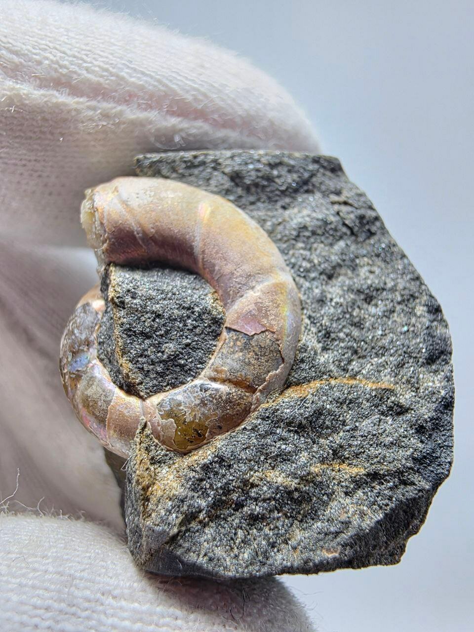 Аммонит перламутровый в породе 30 мм, 17 г.