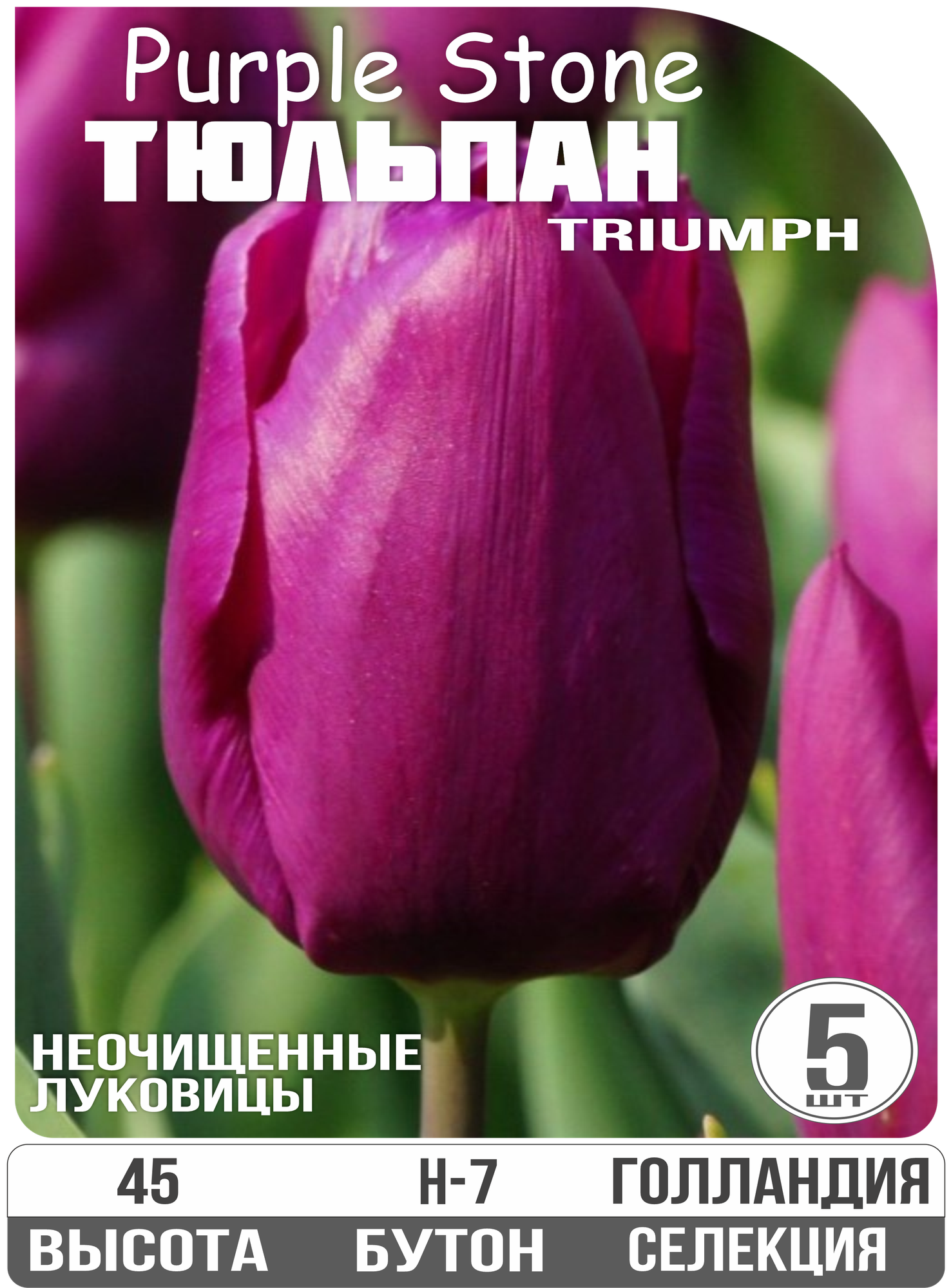 Тюльпан "Пурпл стоун", луковицы неочищенные, фиолетовые, многолетние, 5 штук, высота 45см, Eywa
