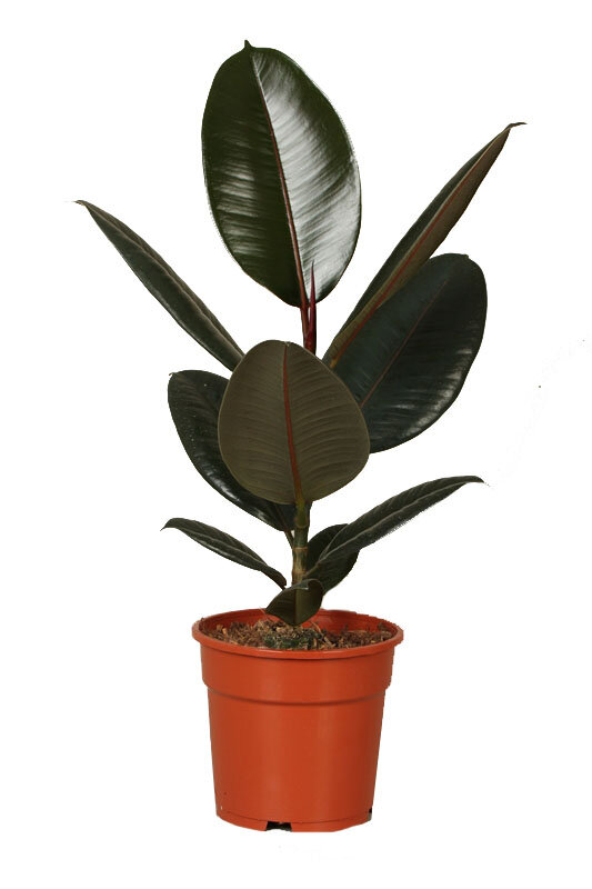 Фикус эластика Абиджан - Ficus elastica Abidjan D15 H70