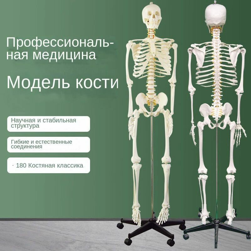 Скелет человека, анатомическая модель для детей, Скелет учебный анатомический 180 см, в полный рост, на штативе + Учебный плакат