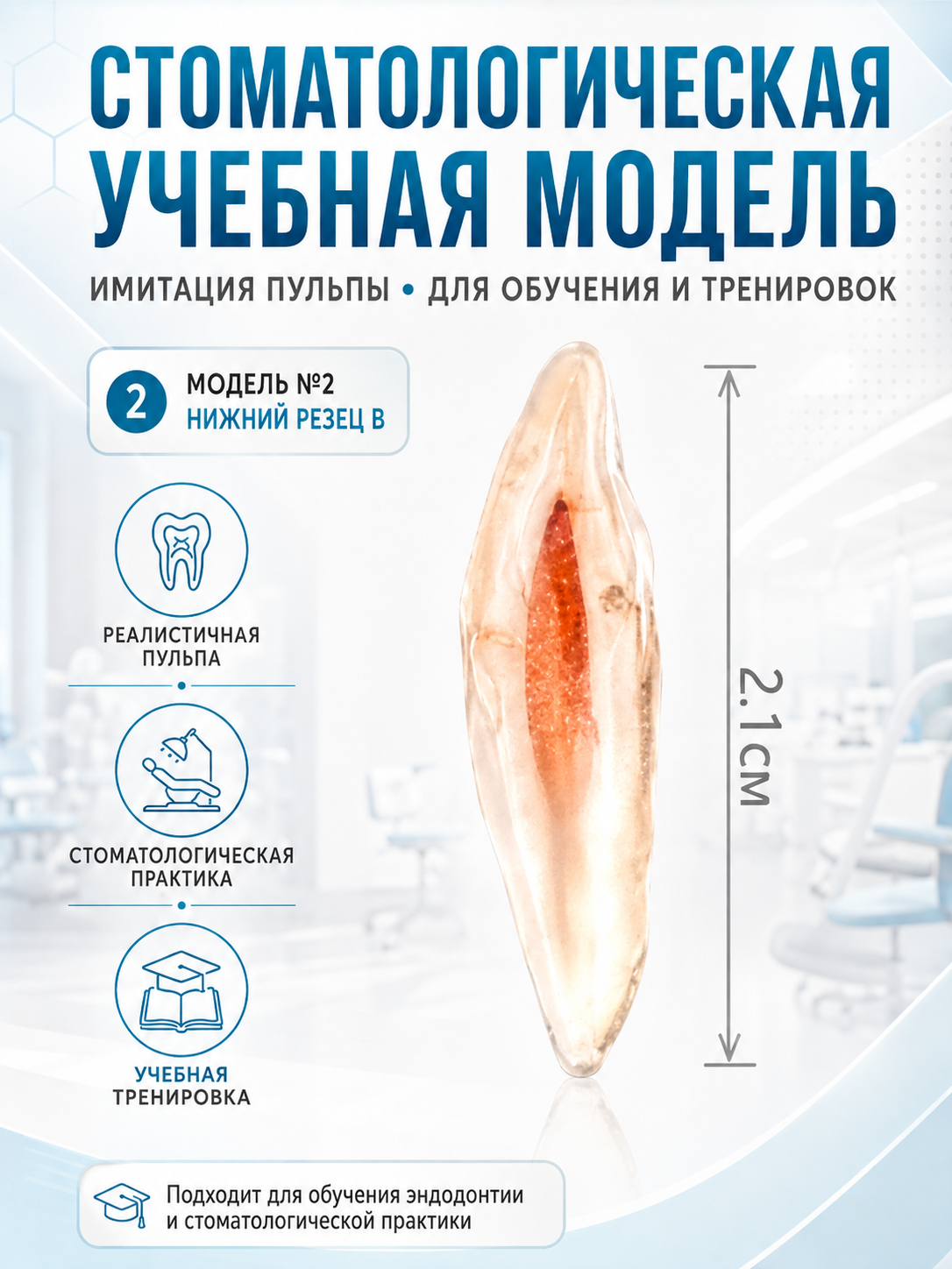 Учебная модель зуба с визуализацией корневых каналов, прозрачный полимер, тренажер для эндодонтической практики,