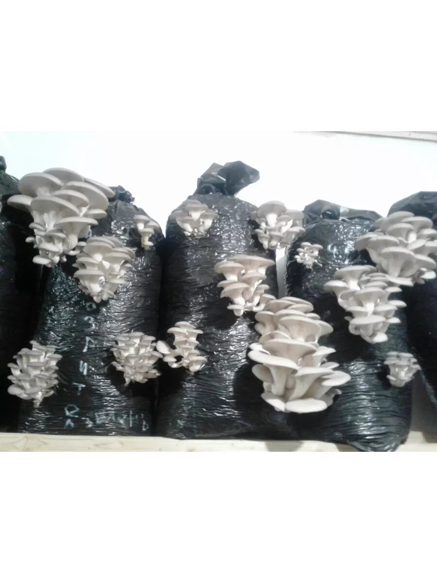 Мицелий вешенки зерновой (штамм К17)- 250 грамм