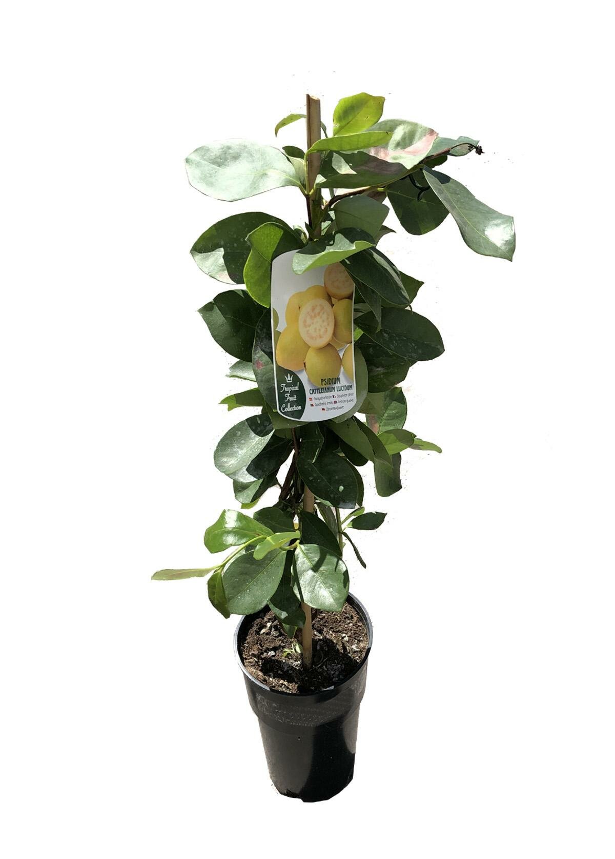 Земляничная гуава - Psidium cattleyanum D18 H90