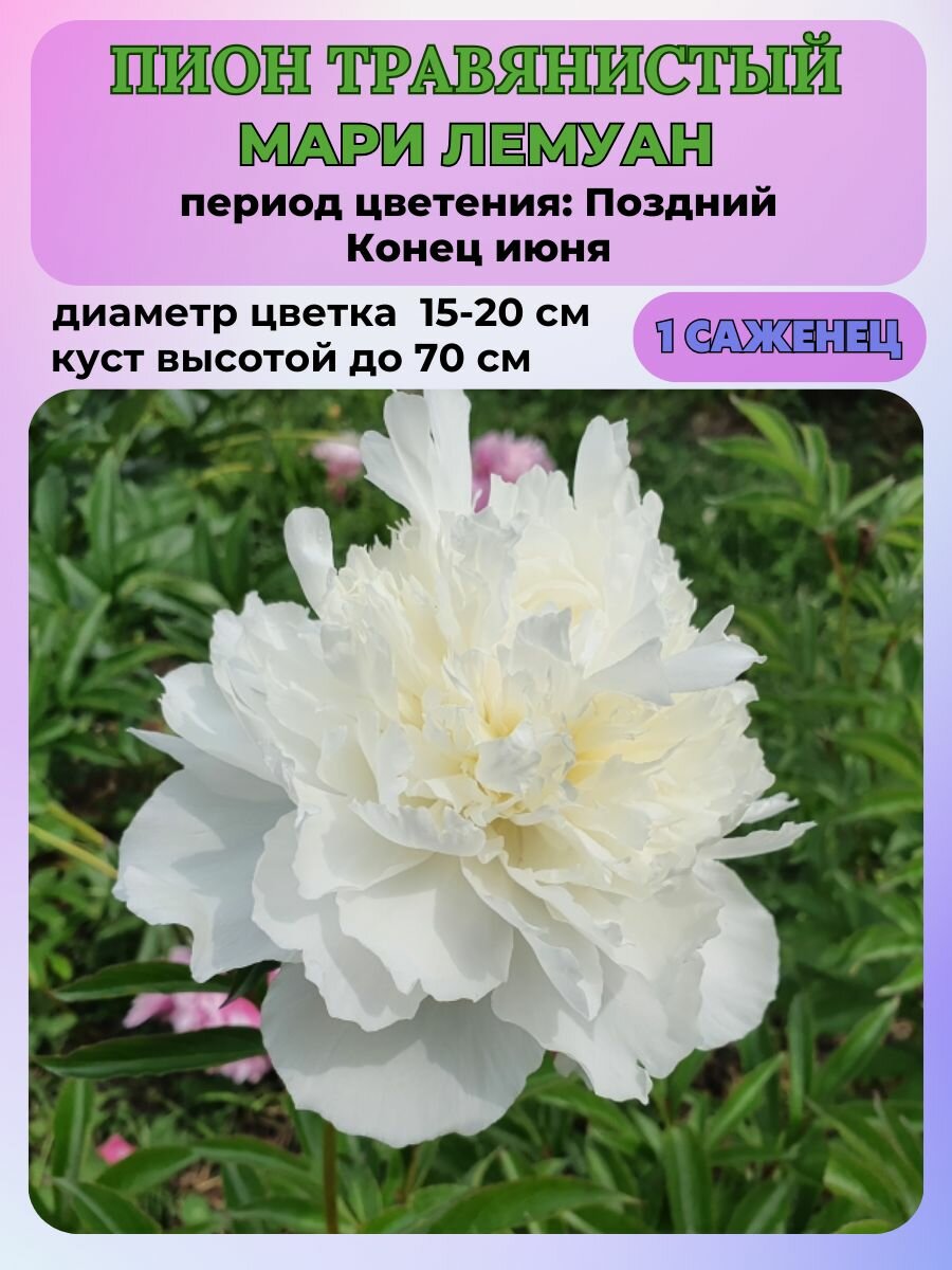 Пион травянистый Мари Лемуан, корень 1 штука