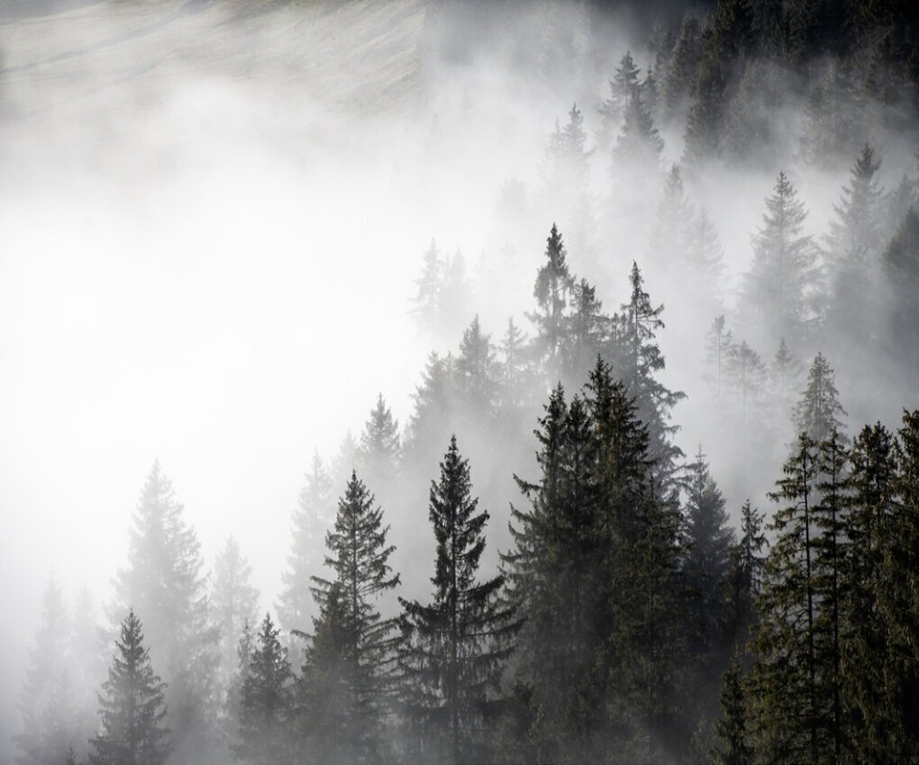 Фотообои флизелиновые Premiun "Туман в лесу" 360X300 см (ШхВ)