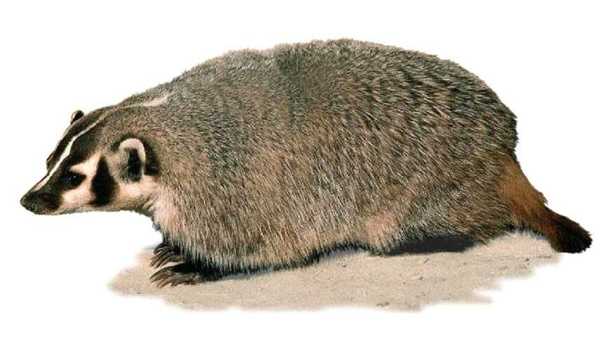 Барсучий жир 200 мл.