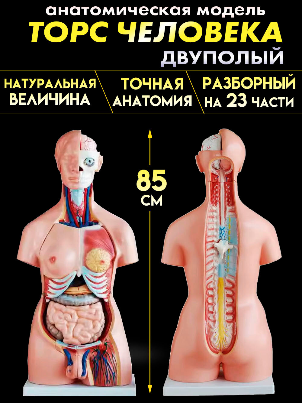 Анатомическая модель торса человека двуполая 85 см 23 части. 3д макет органов человека.