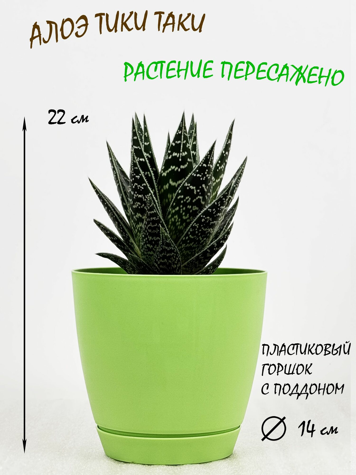 Алоэ Тики Таки в салатовом пластиковом горшке с поддоном, высота 20-25см