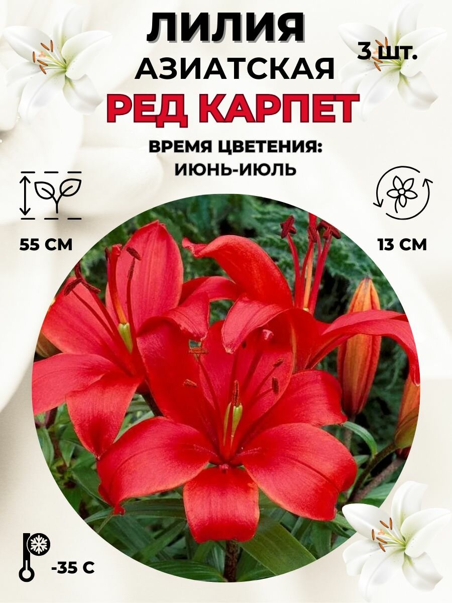 Лилия азиатская, луковицы 3 штуки