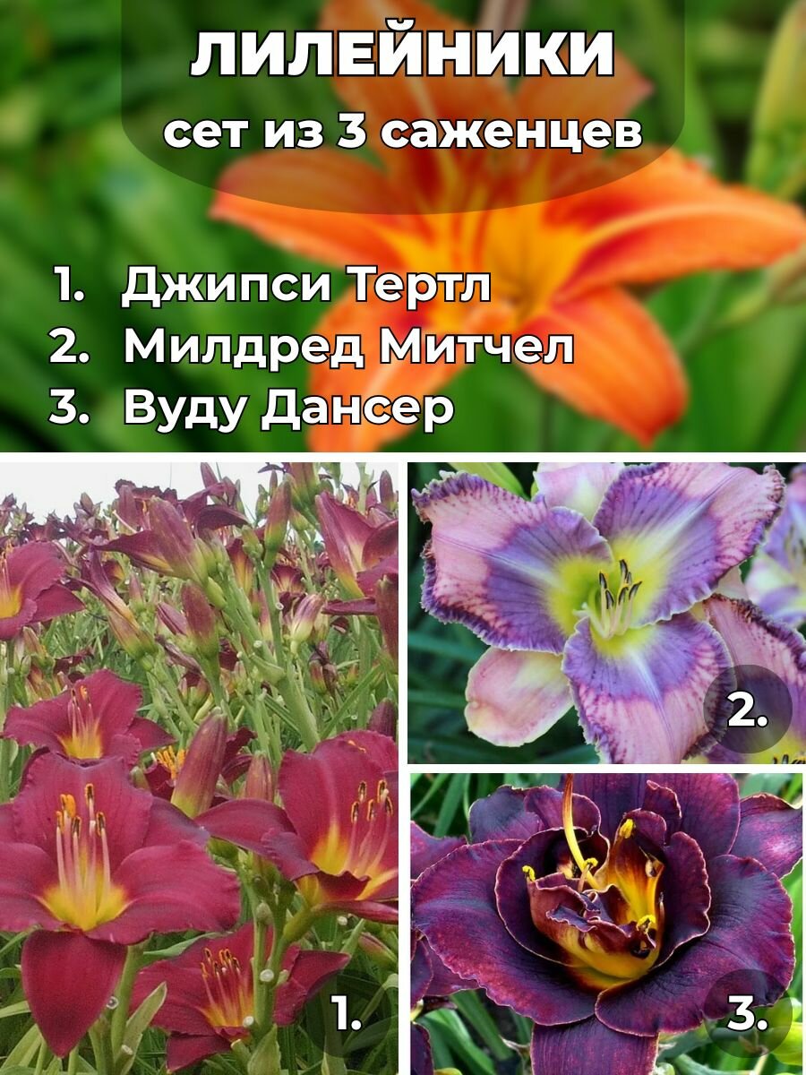 Лилейник, корневища , сет из 3-х сортов