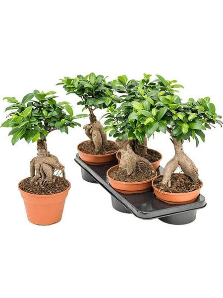 Фикус гинсенг микрокарпа высота с горшком 30+ д12 живое растение в горшке