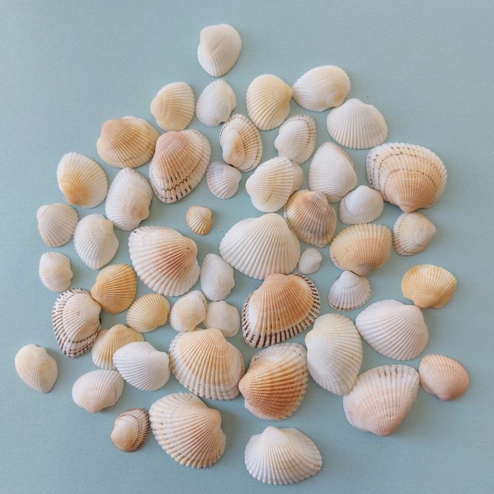 Ракушки натуральные для декора, интерьера, в аквариум, 50шт, разного цвета, черноморские