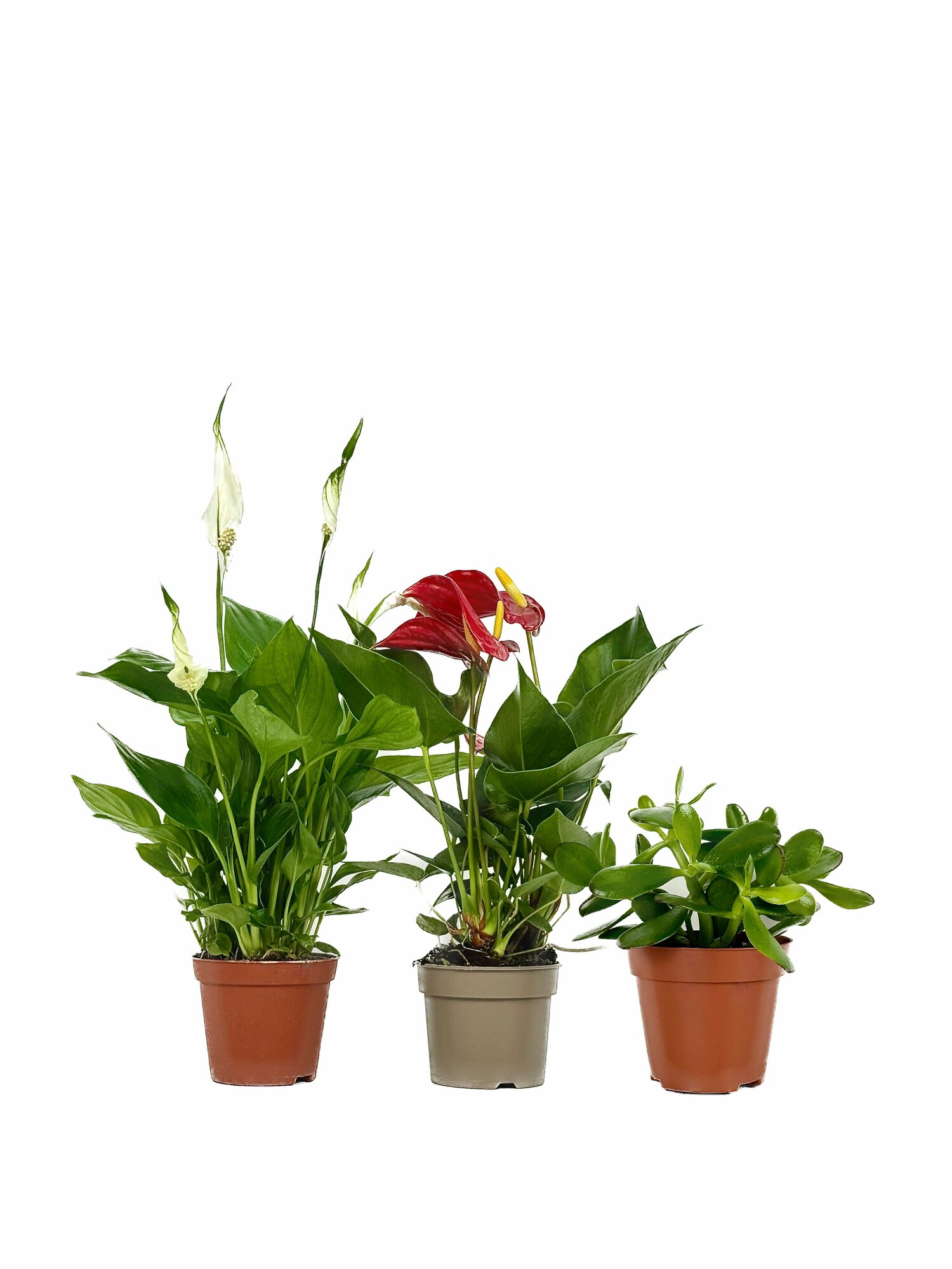 Набор 3 растения Спатифиллум Крассула Овата Антуриум Красный в горшке D9 см высота 30 см (живые растения)