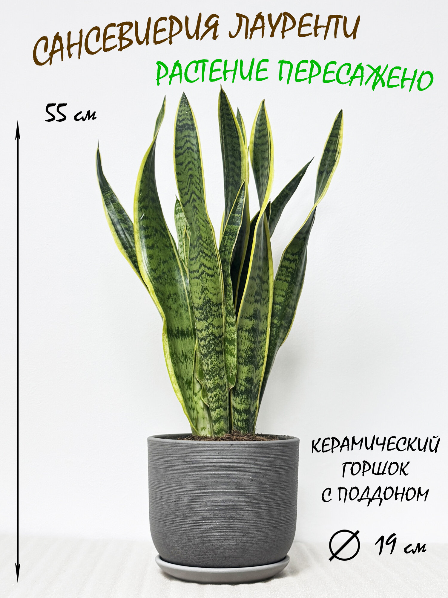 Сансевиерия Лауренти в сером керамическом горшке с поддоном, высота 55-60см