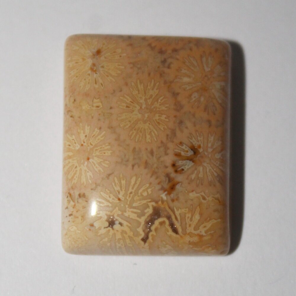 Коллекционный кабошон Коралл, 20х15х5 мм, Индонезия, "True Stones"