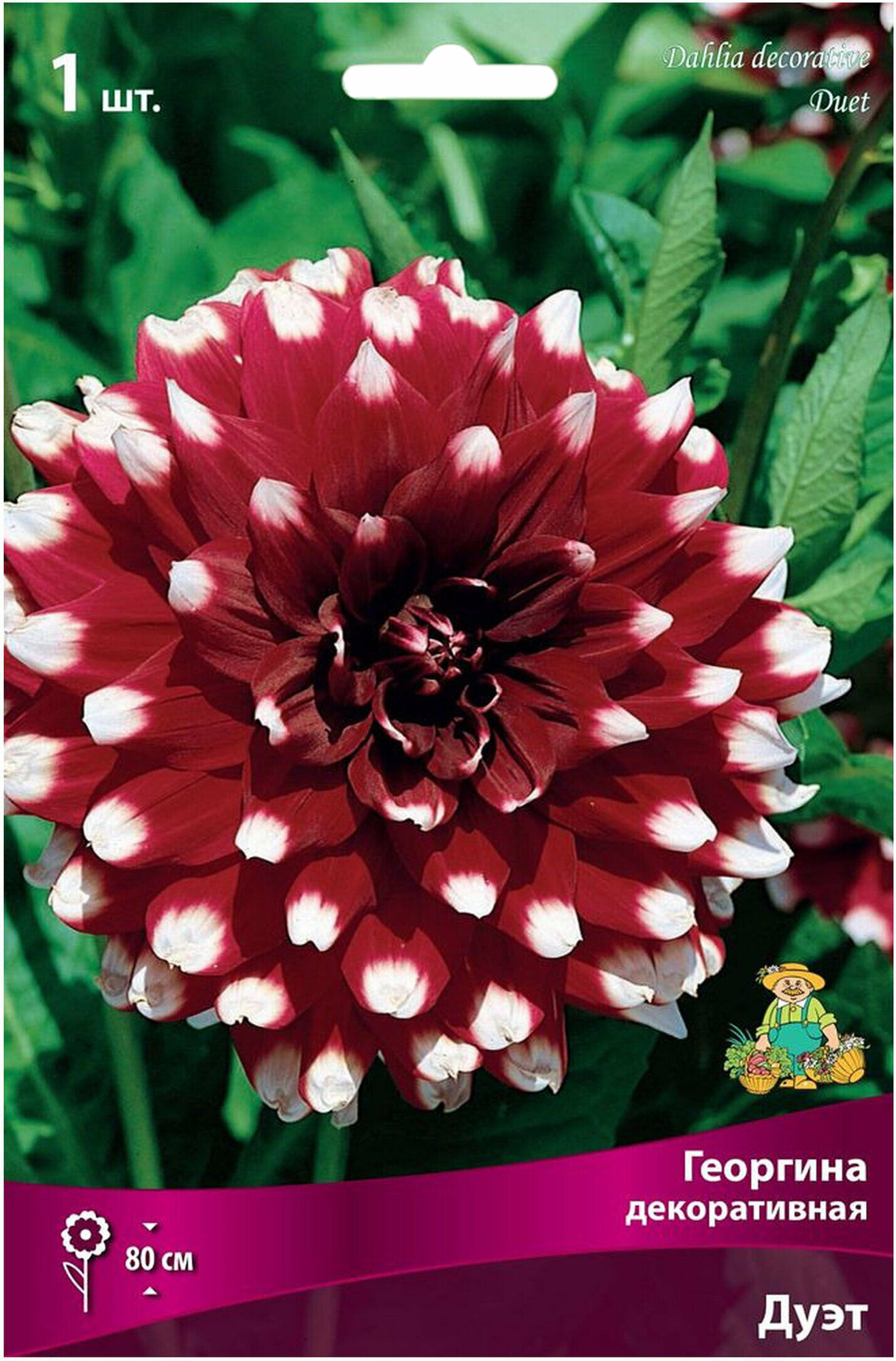 Клубень Георгины поиск Дуэт