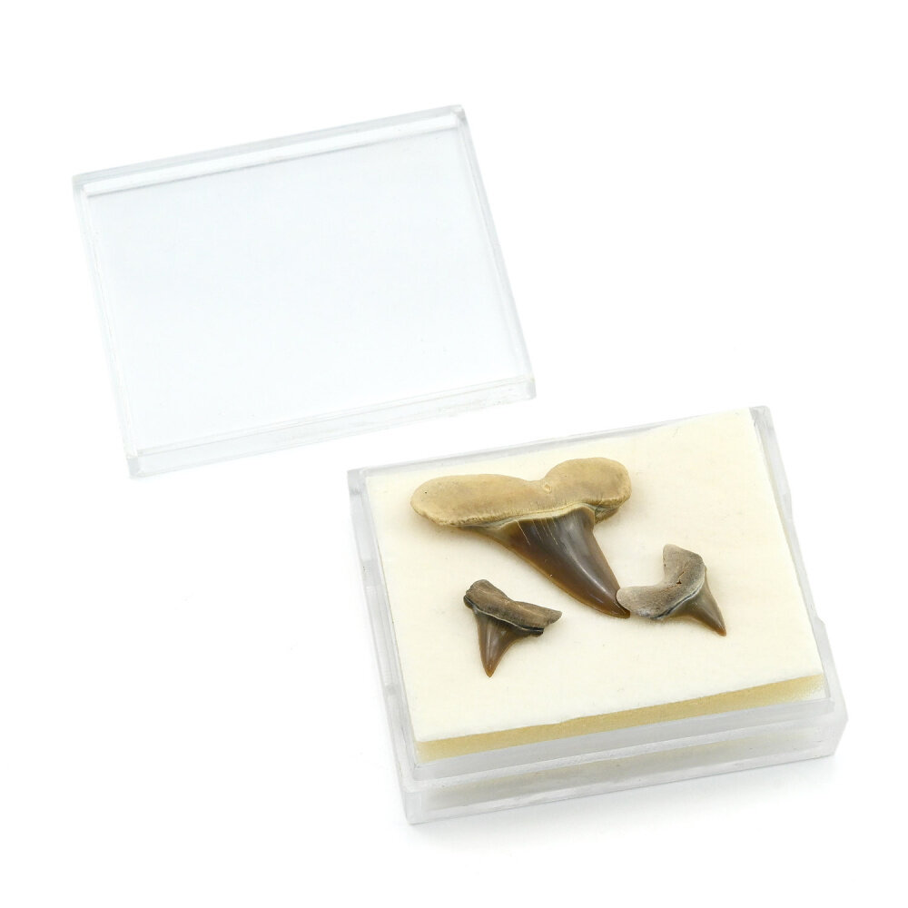 Зубы акулы "Cosmopolitobus" 5шт. в блистерной упаковке .