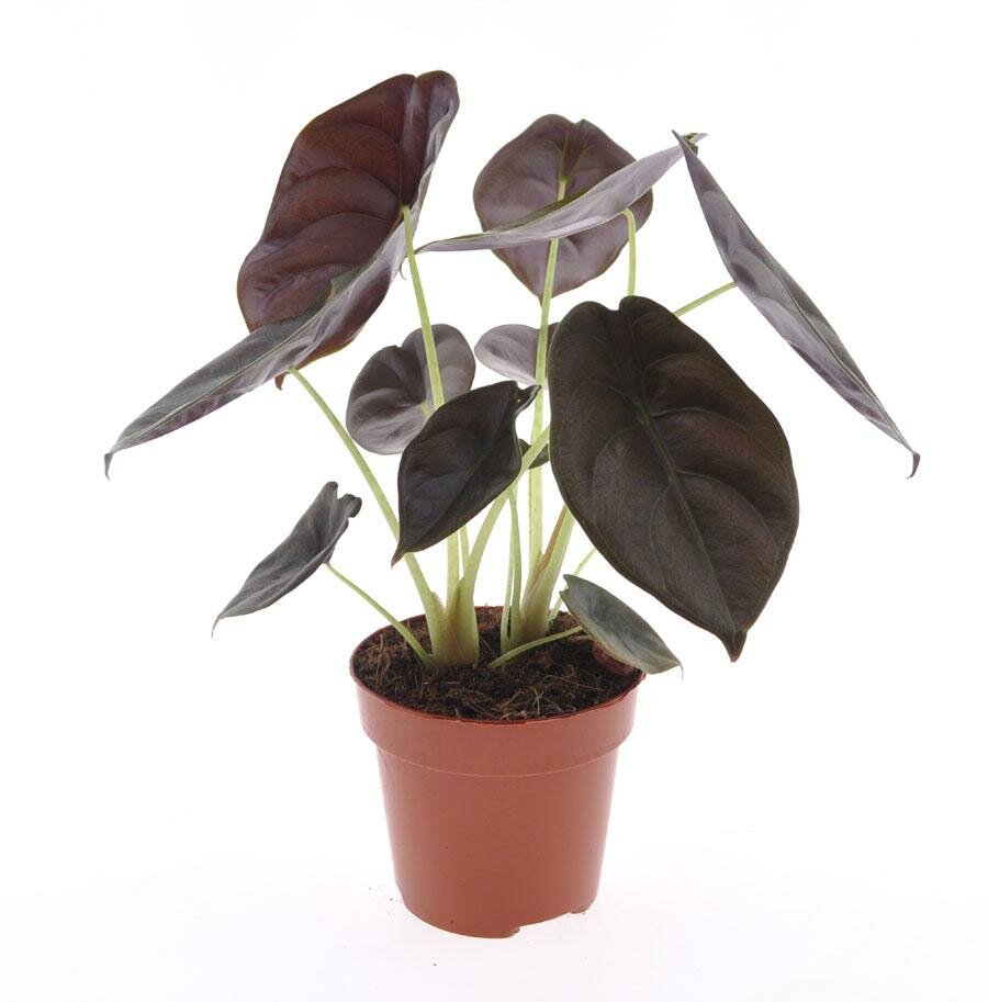 Алоказия медно-красная Ред Секрет - Alocasia Red Secret D12 H40