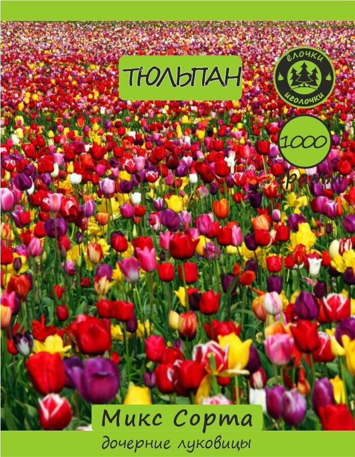 Тюльпан Луковица, дочерние, 1кг (Ёлочки иголочки)