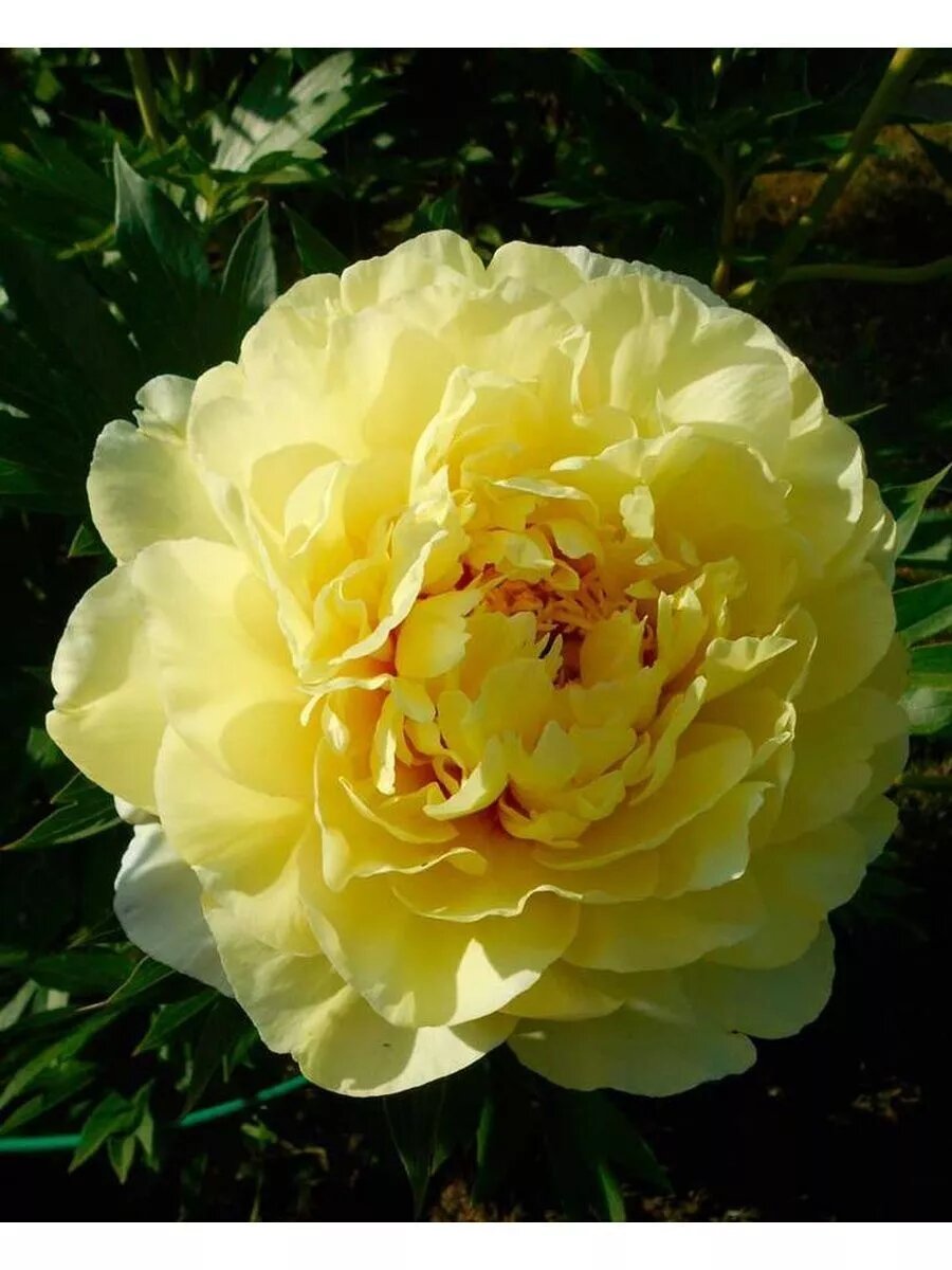 Пион Корневище, Бартзелла, 2 почки, многолетник, высота 110 см, желтый