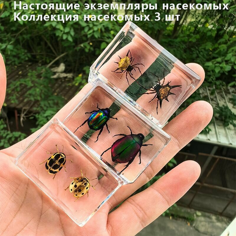 Сувениры коллекционные, Настоящие экземпляры насекомых 3 шт, в каждом образце 2 насекомых (2 божьи коровки, 2 жука и 2 паука)