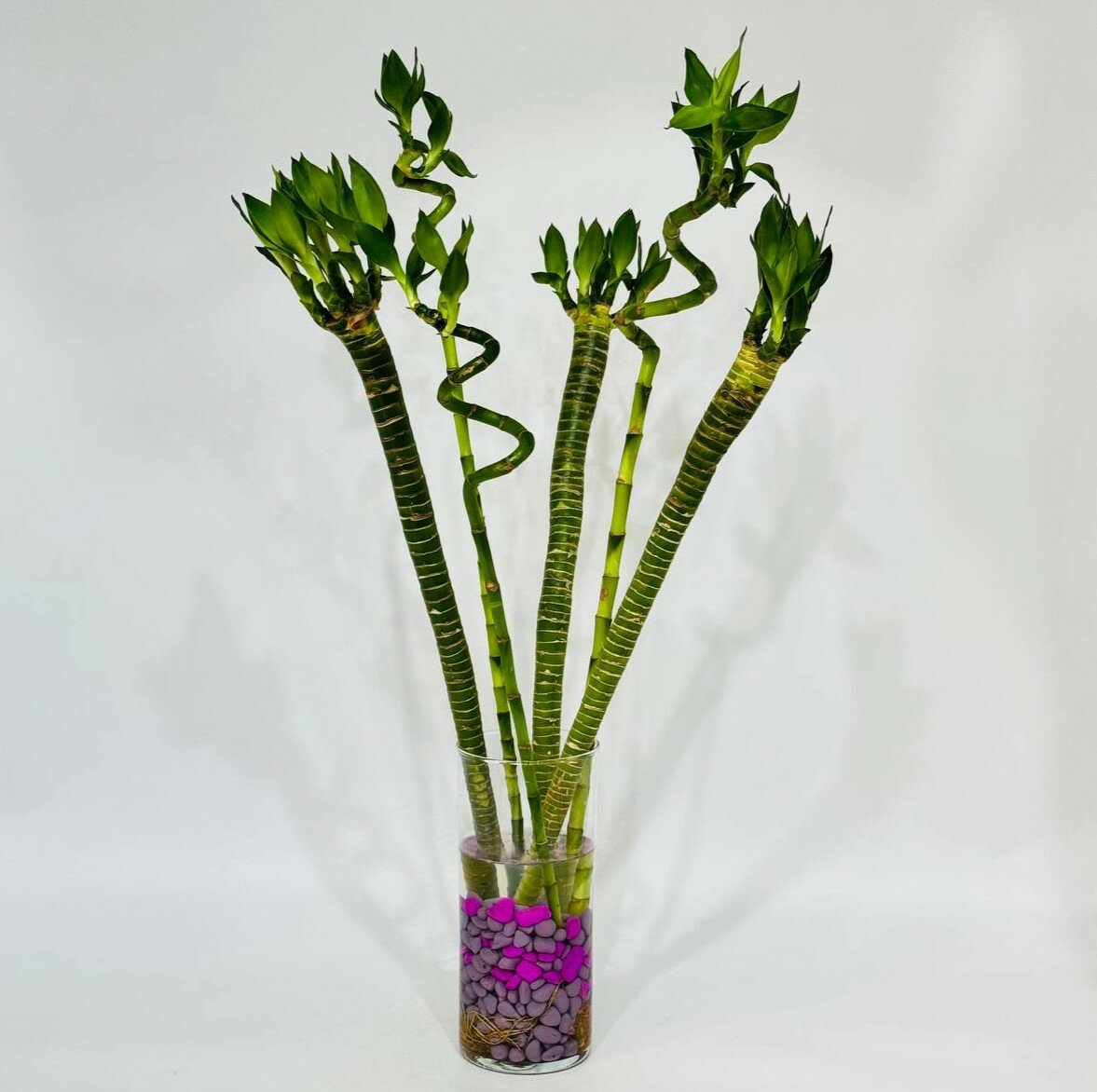 Настольная композиция в стеклянной вазе "Счастливый Бамбук" - Drасаеnа Luсky Ваmbоо. Драцена Сандериана ( Drасаеnа Sаndеriаnа )