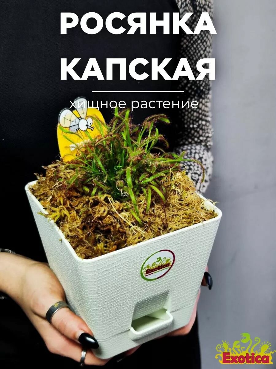 Росянка Капская (Drosera Capensis) пересаженная D12см, хищное растение
